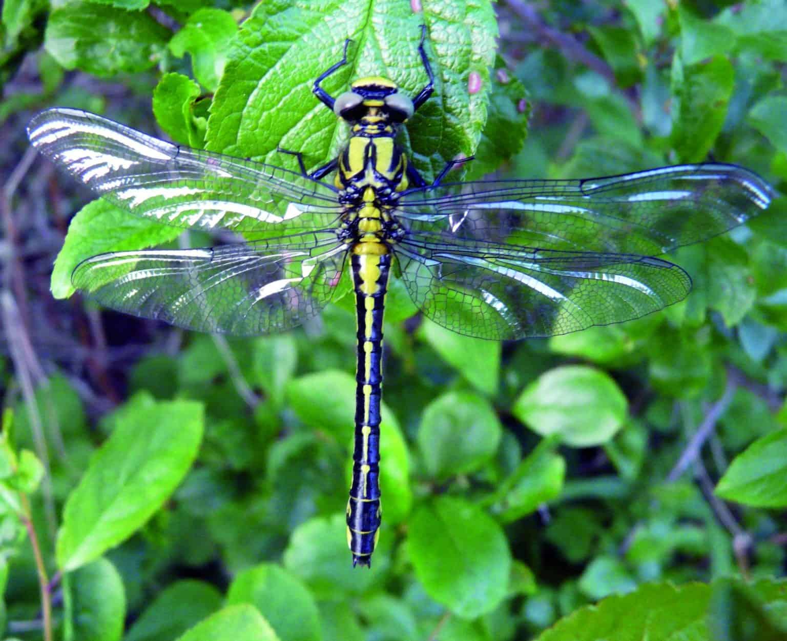Introduction to Dragonflies and Damselflies – Field Studies Council Introduction to Dragonflies and Damselflies – Field Studies Council
