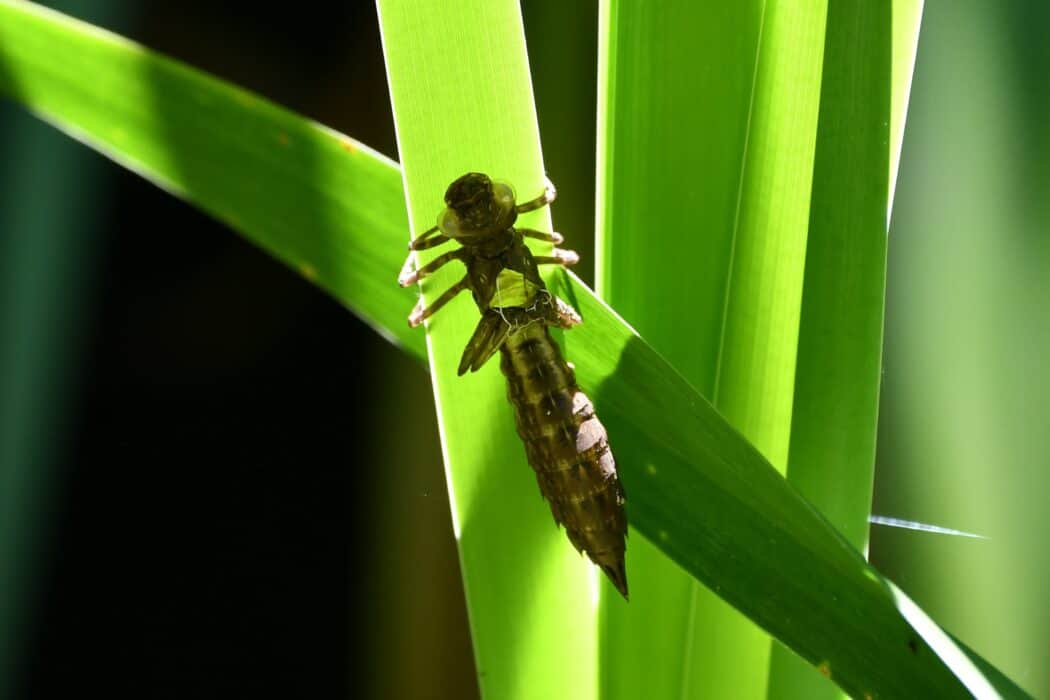 Identification of Dragonfly Larvae and Exuviae – Field Studies Council