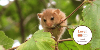 Ecology, Surveying and Conservation of Dormice – Field Studies Council