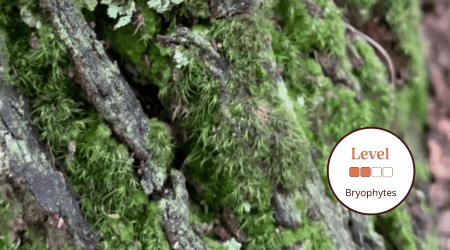 Bryophytes Mosses
