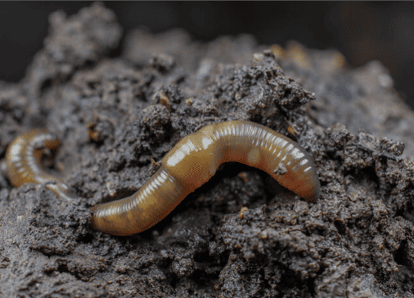 Discovering Earthworms - Online – Field Studies Council