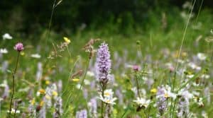 Plant Identification Using the Vegetative Key - 1 Day – Field Studies ...