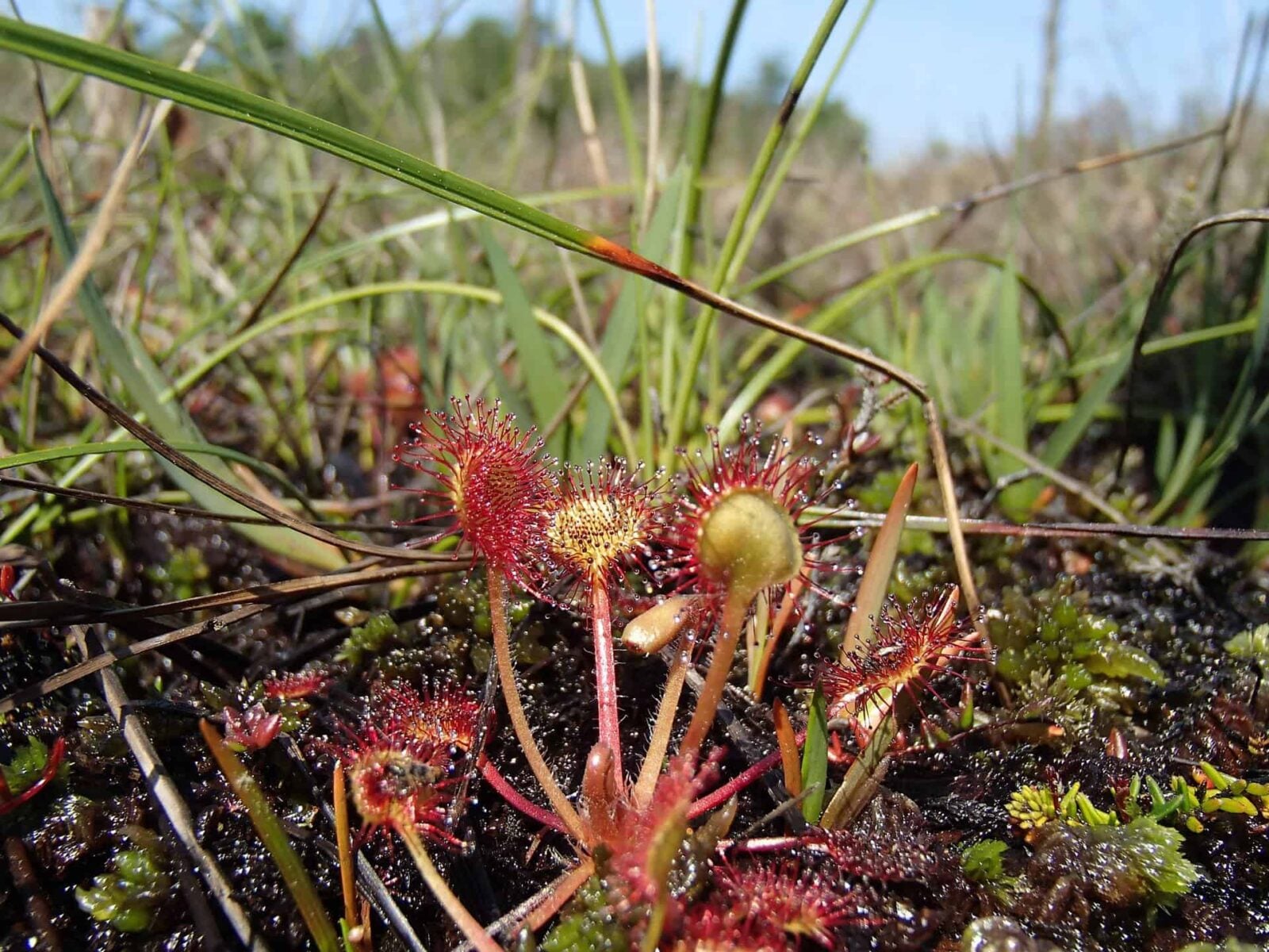 The Botany and Ecology of Bogs and Mires – Field Studies Council