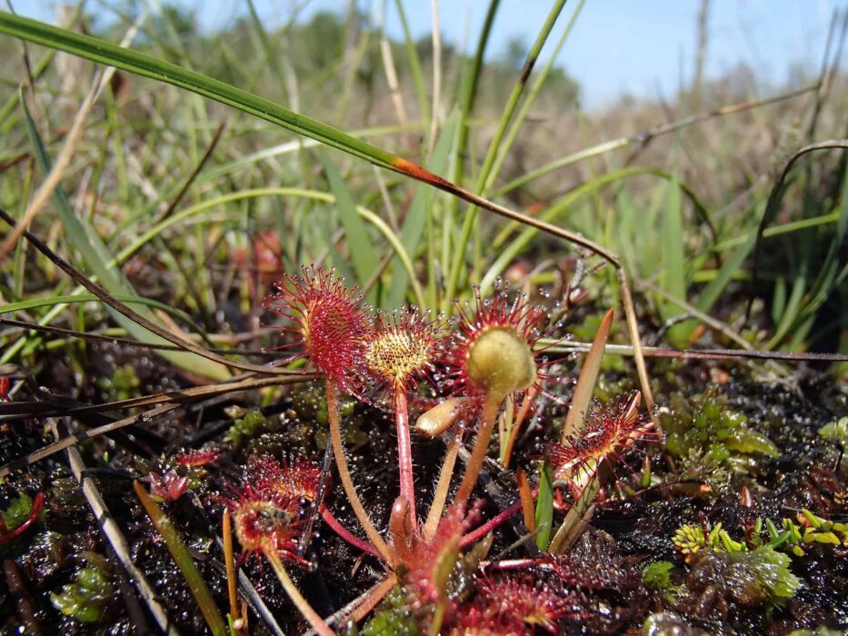 The Botany and Ecology of Bogs and Mires – Field Studies Council