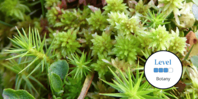 Botany Courses | Online and UK wide | Field Studies Council