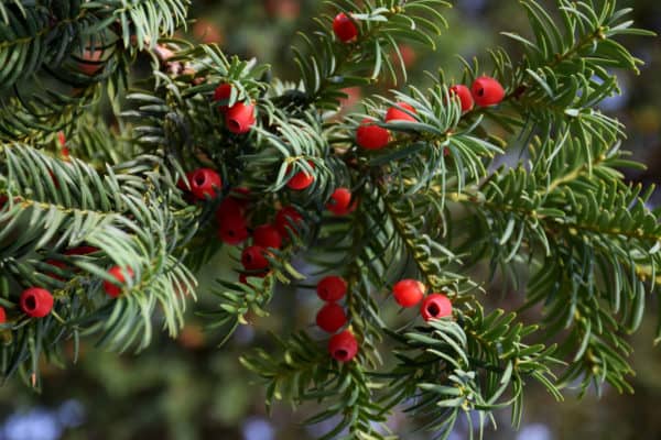 Broadleaf and Conifer Trees: Winter Identification and Ecology- HAU ...
