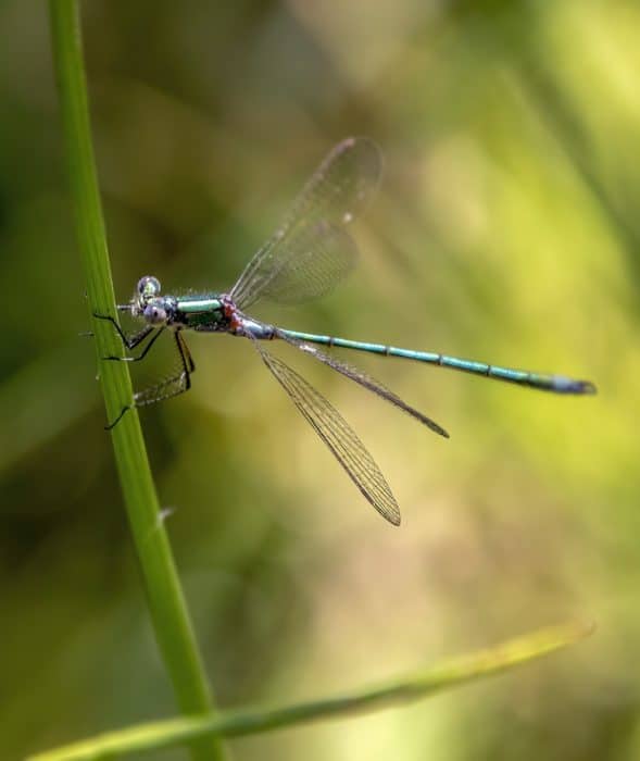 Introduction to Dragonflies and Damselflies – Field Studies Council Introduction to Dragonflies and Damselflies – Field Studies Council