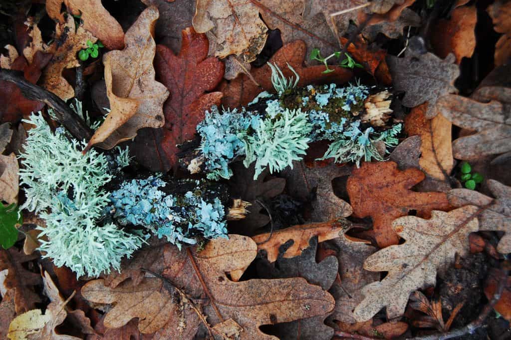 Lichens of Birch and Pine Woodlands – Field Studies Council