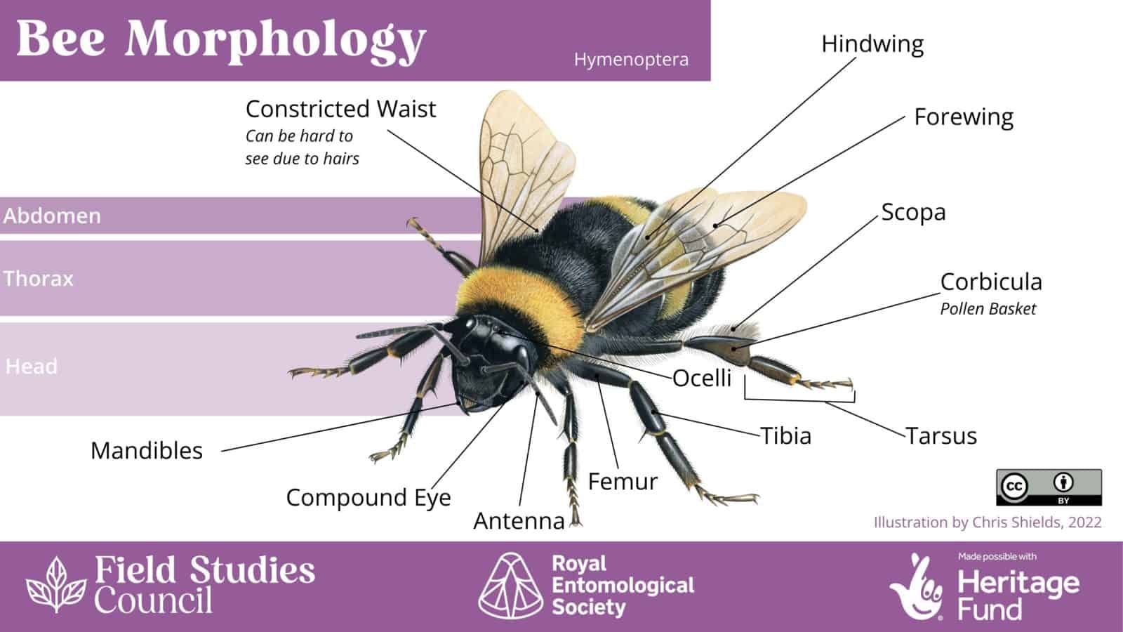 Bee, beetle, or bug? An introduction to insect morphology – Field ...