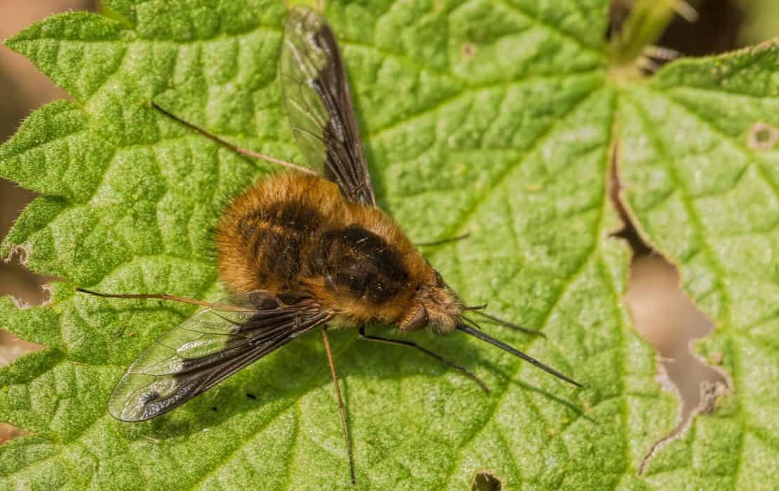 Bee, beetle, or bug? An introduction to insect morphology – Field ...