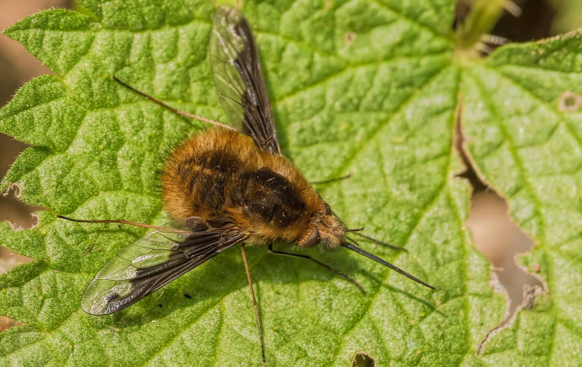 Bee, beetle, or bug? An introduction to insect morphology – Field ...