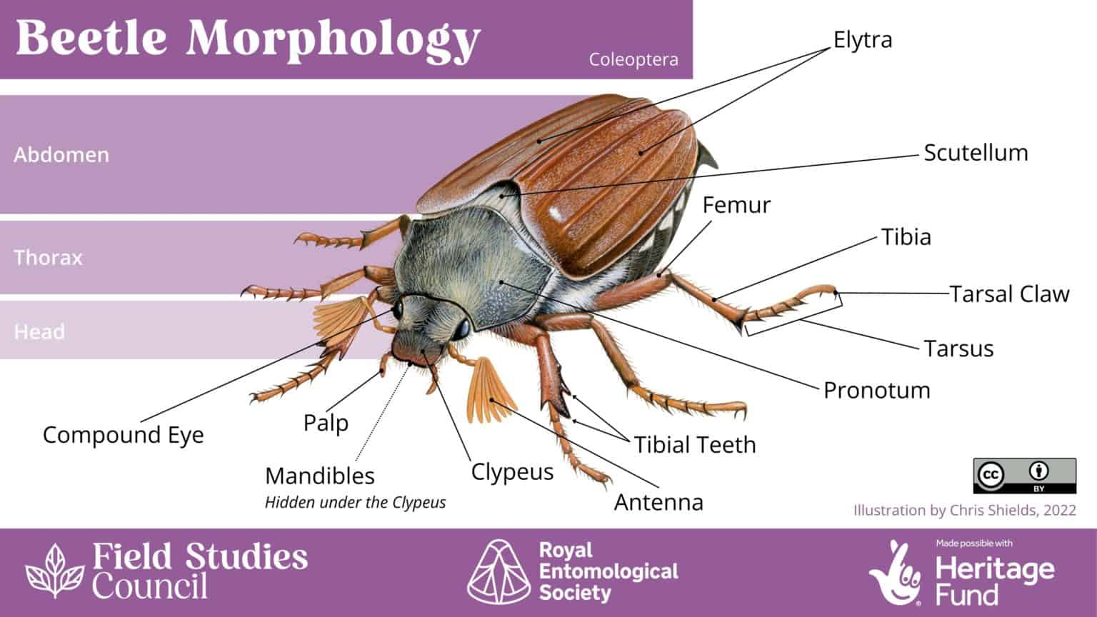 Bee, beetle, or bug? An introduction to insect morphology – Field Studies Council