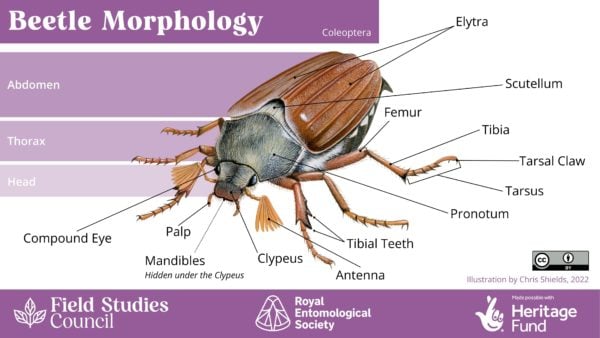 Bee, beetle, or bug? An introduction to insect morphology – Field ...