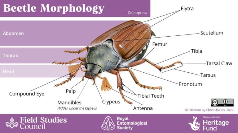 Bee, beetle, or bug? An introduction to insect morphology – Field ...