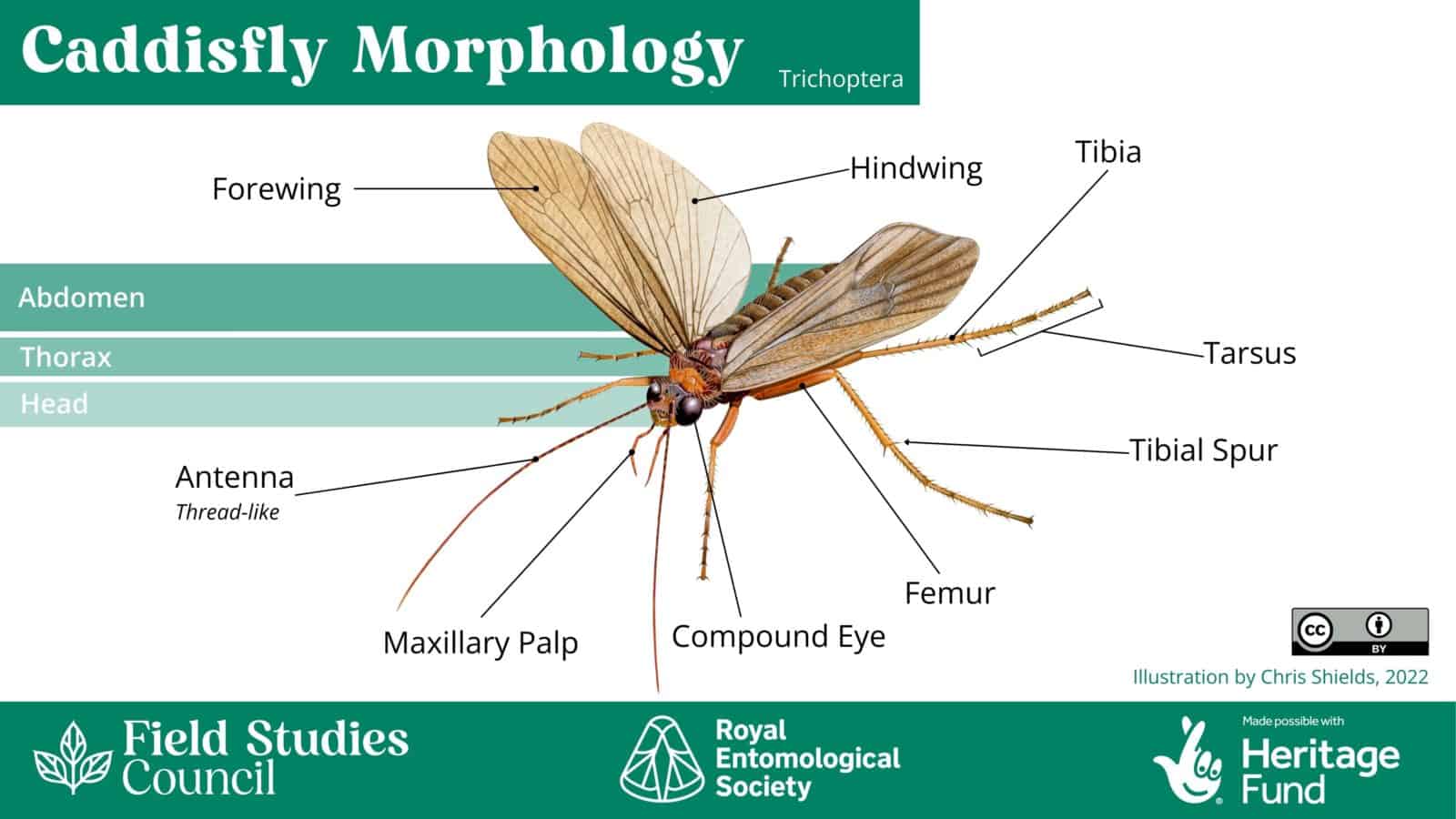 Celebrating Insect Week 2023 – Field Studies Council
