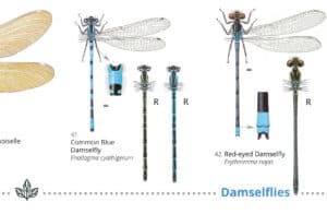 Dragonflies: a new WildID guide – Field Studies Council