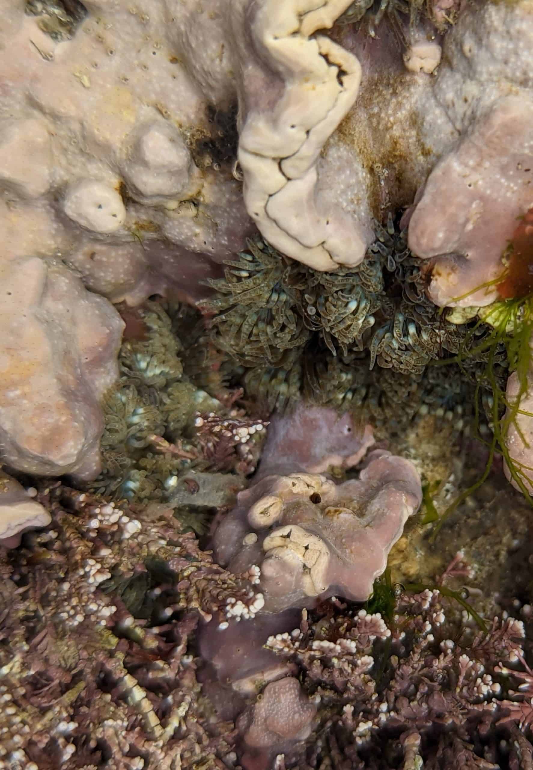 Rocky Shores: A Habitat Introduction – Field Studies Council