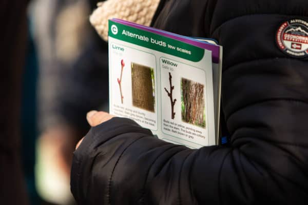 Free Tree Guides – Field Studies Council