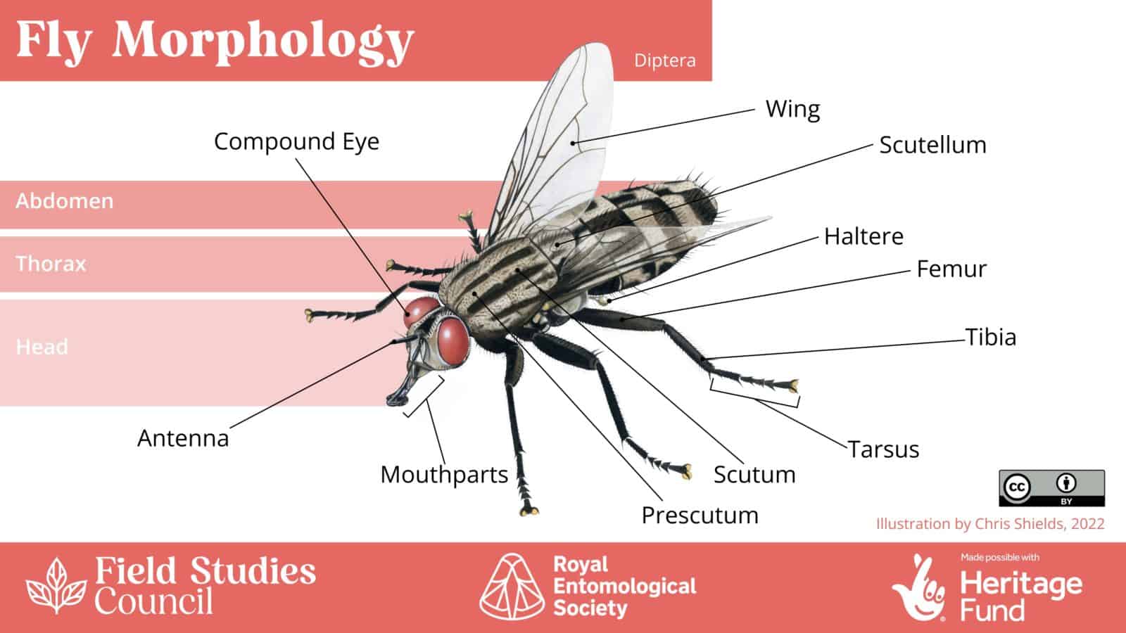 Bee, beetle, or bug? An introduction to insect morphology – Field ...