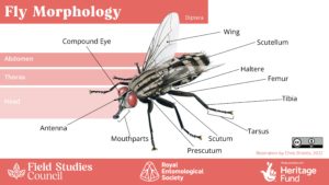 Bee, beetle, or bug? An introduction to insect morphology – Field ...