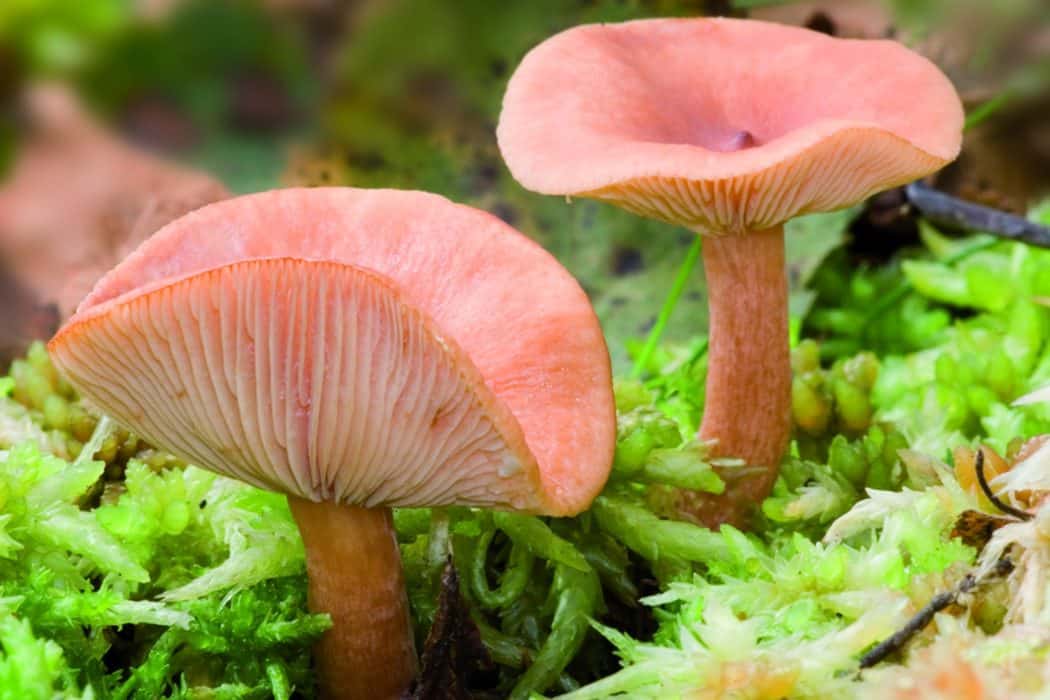 Autumn Fungi: Beginner Identification – Field Studies Council