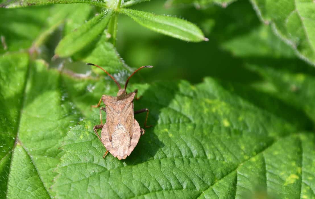 Bee, beetle, or bug? An introduction to insect morphology – Field ...