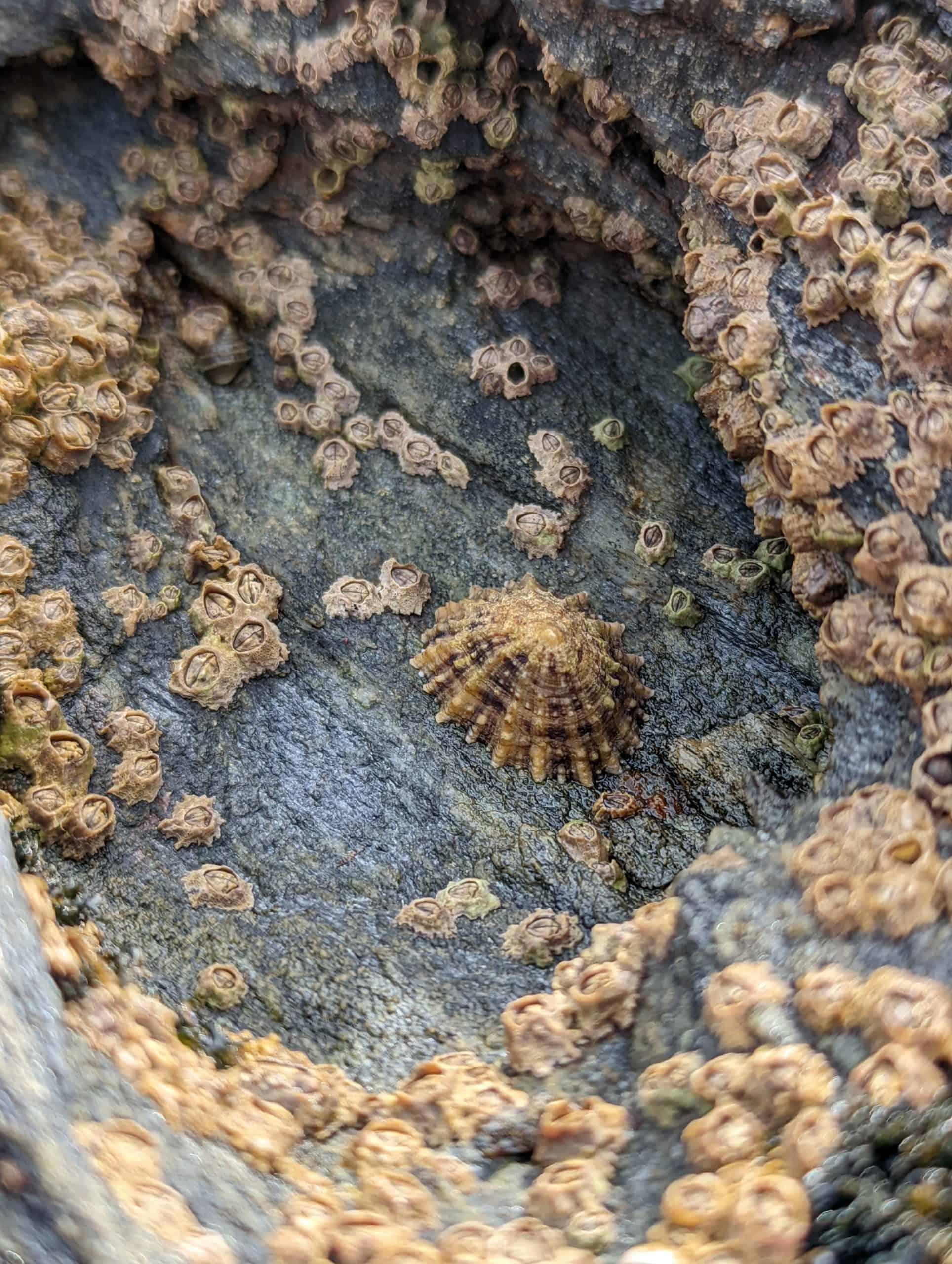 Rocky Shores: A Habitat Introduction – Field Studies Council