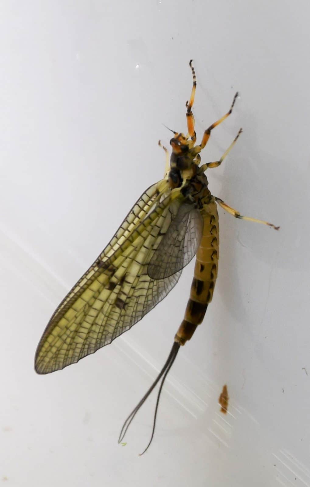 Bee, beetle, or bug? An introduction to insect morphology – Field ...