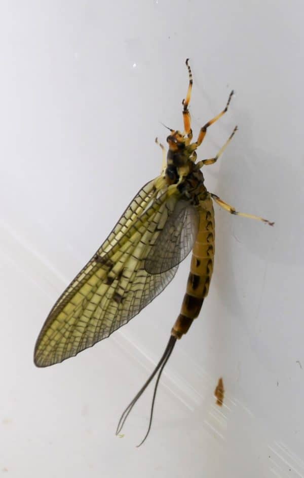 Bee, beetle, or bug? An introduction to insect morphology – Field ...