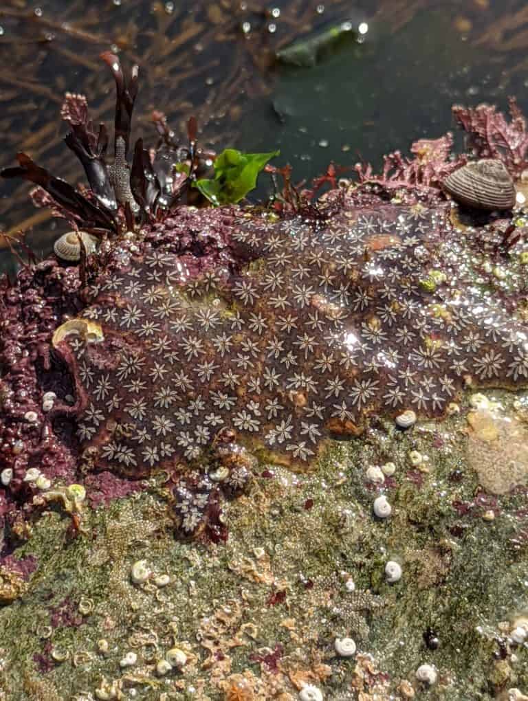 Rocky Shores: A Habitat Introduction – Field Studies Council