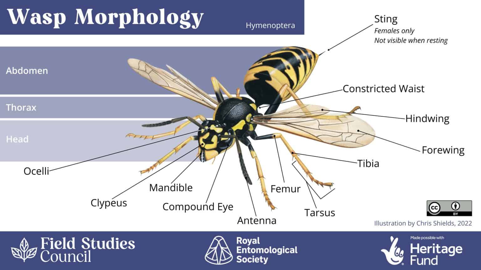 Bee, beetle, or bug? An introduction to insect morphology – Field Studies Council