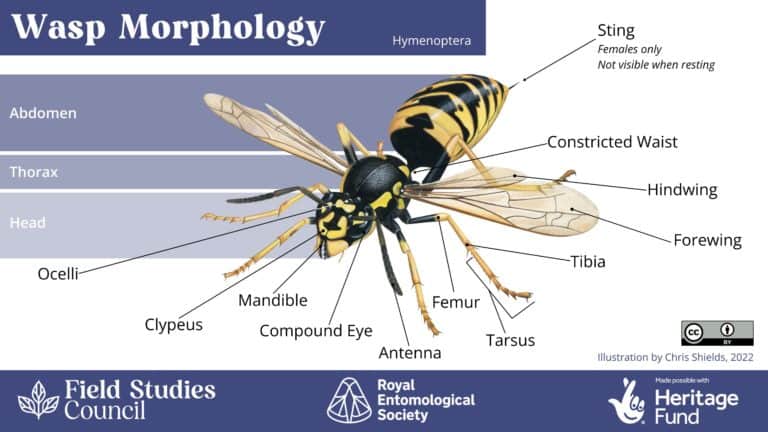 Bee, beetle, or bug? An introduction to insect morphology – Field ...