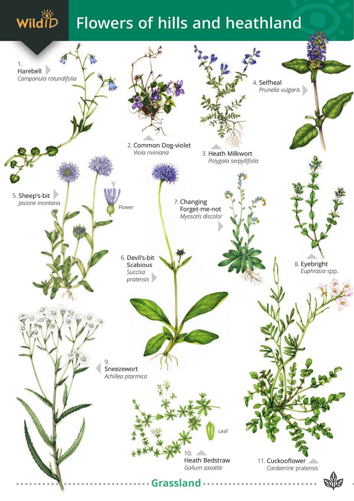 Hill and heathland flowers – Field Studies Council