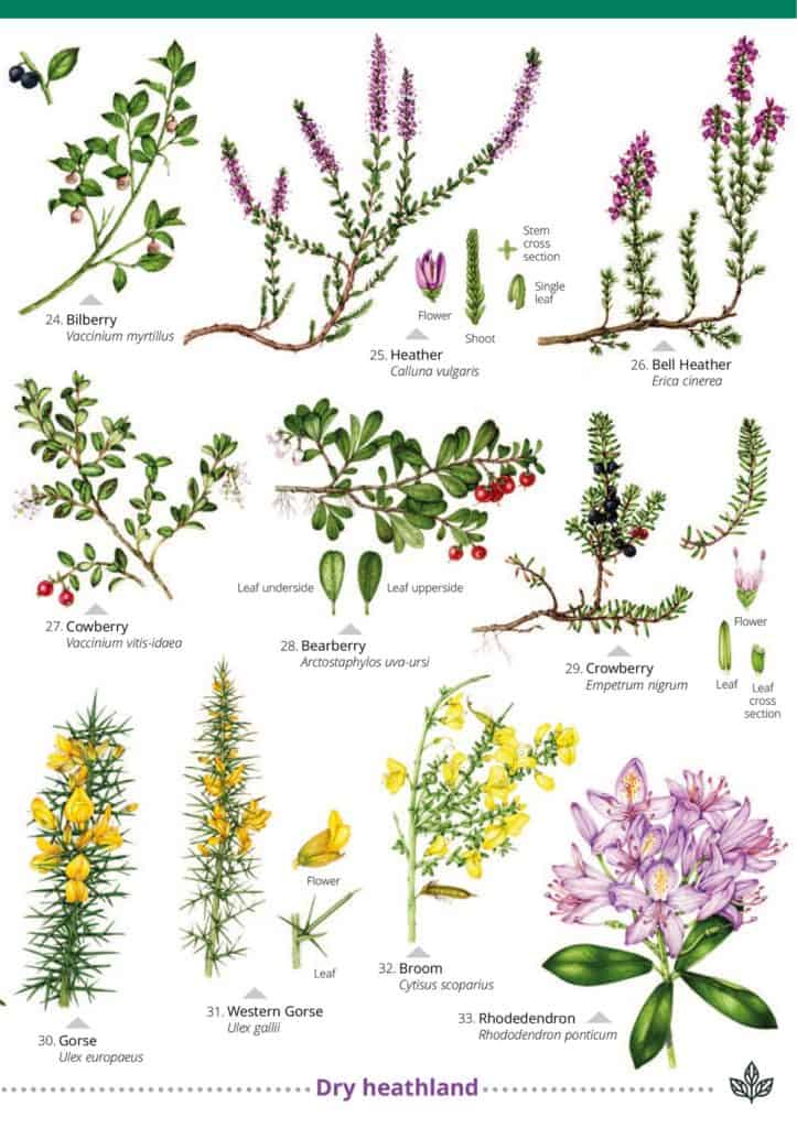 Hill and heathland flowers – Field Studies Council