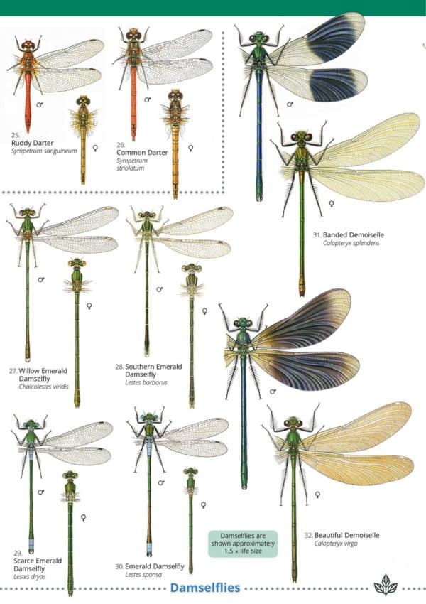 Dragonflies guide – Field Studies Council
