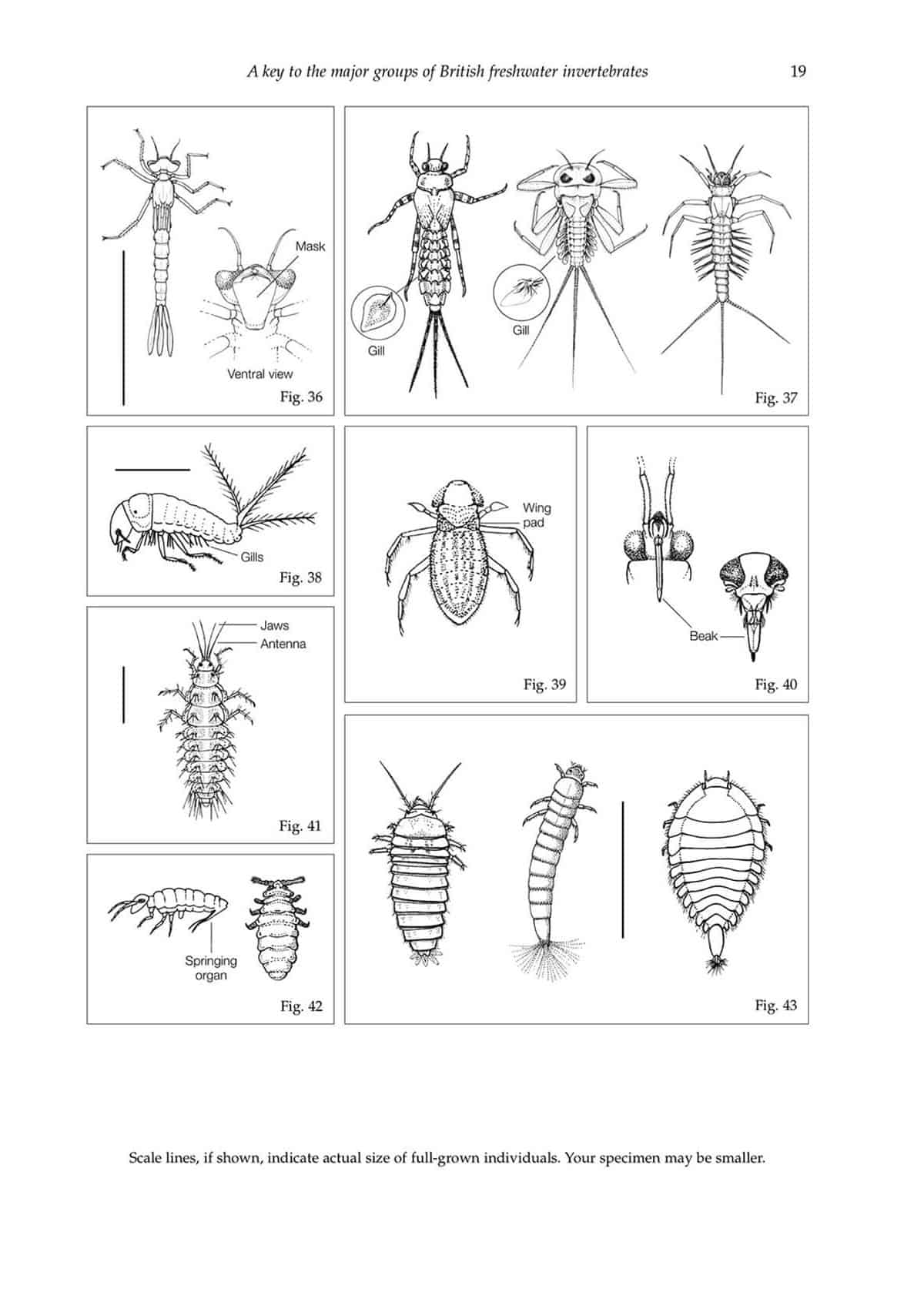 Freshwater invertebrates AIDGAP | Identification Key | Field Studies ...