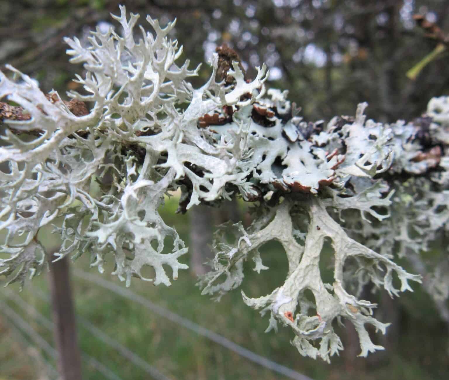 Lichens of Birch and Pine Woodlands – Field Studies Council
