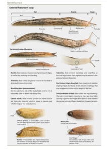 Slugs AIDGAP | Paperback Identification Key | Field Studies Council