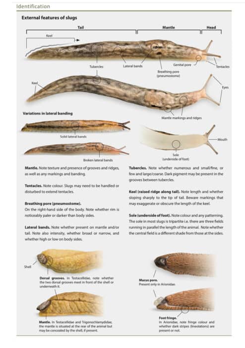 Slugs AIDGAP | Paperback Identification Key | Field Studies Council