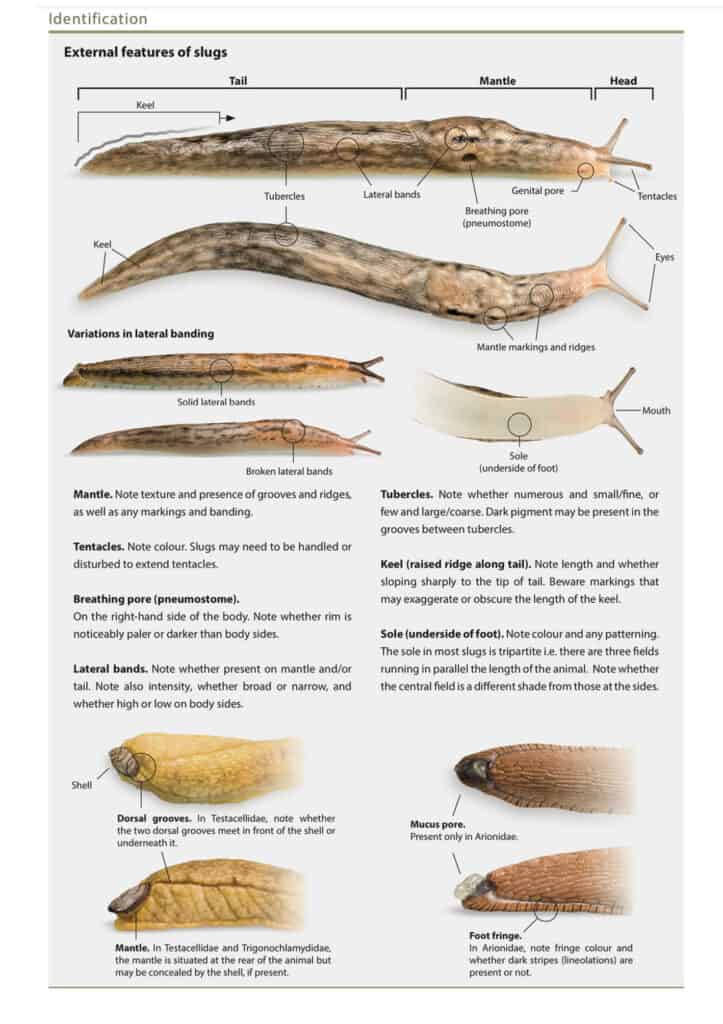 Slugs AIDGAP | Paperback Identification Key | Field Studies Council