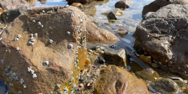 Dale Fort – Field Studies Council