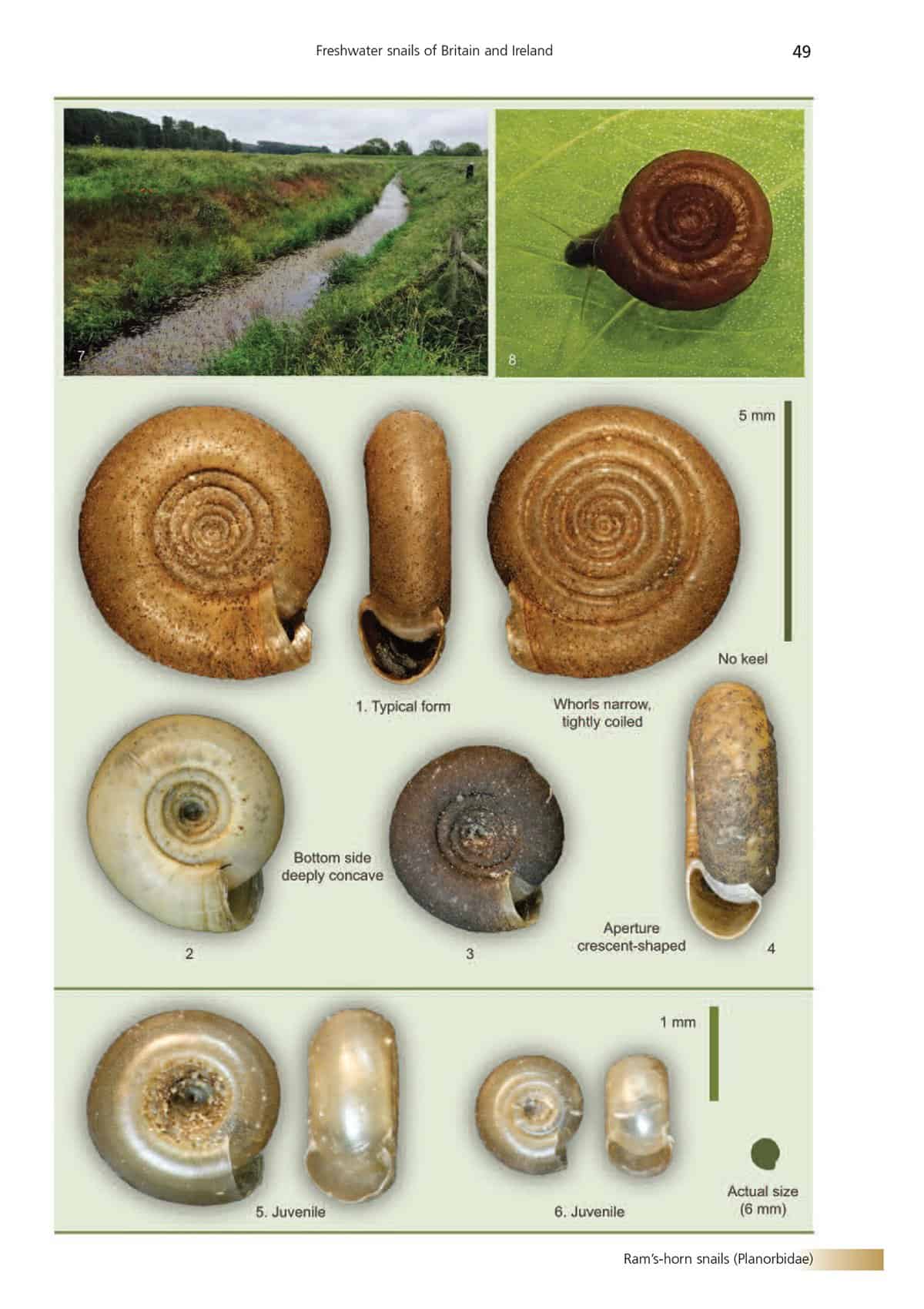 Freshwater snails AIDGAP – Field Studies Council