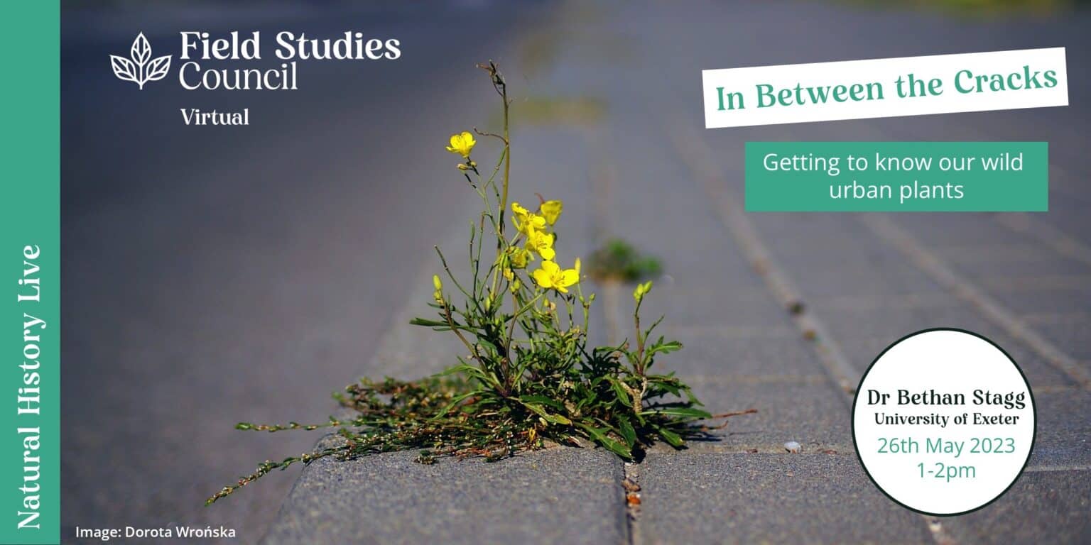 Natural History & Biodiversity Training – Field Studies Council