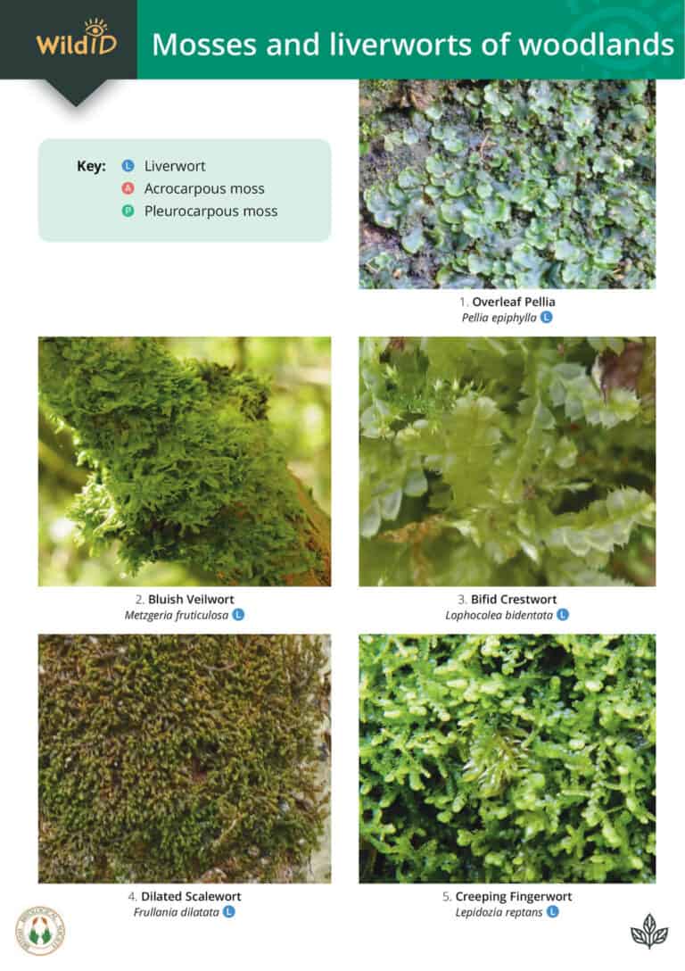 Woodland mosses guide – Field Studies Council