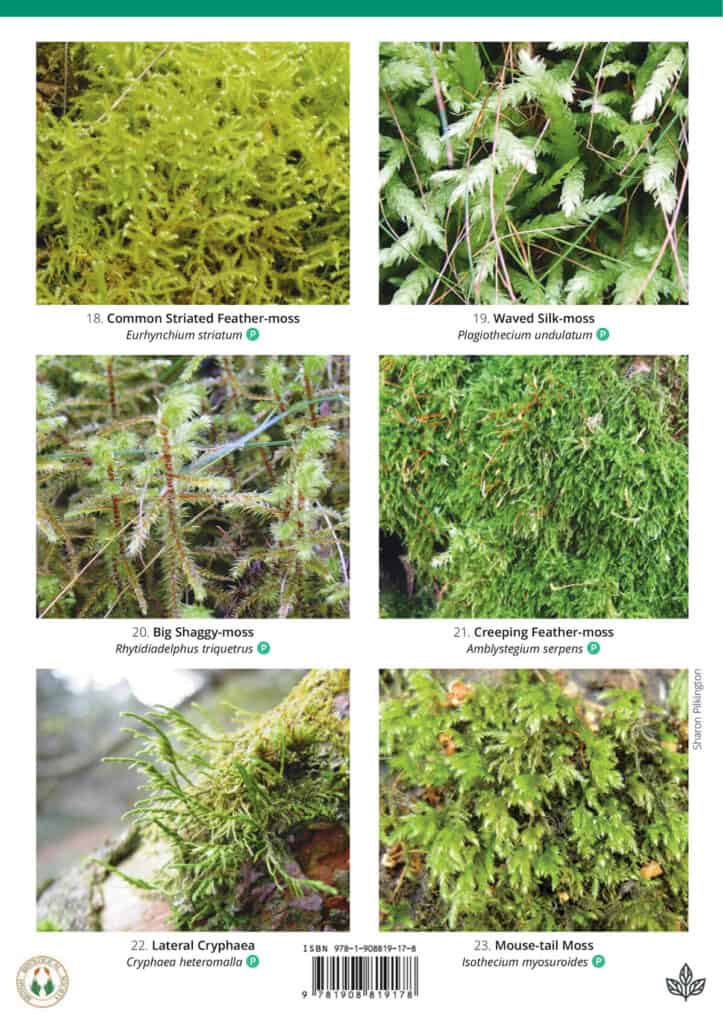 Woodland mosses guide – Field Studies Council