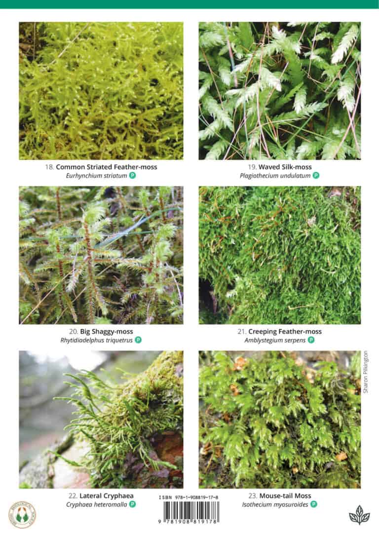 Woodland mosses guide – Field Studies Council