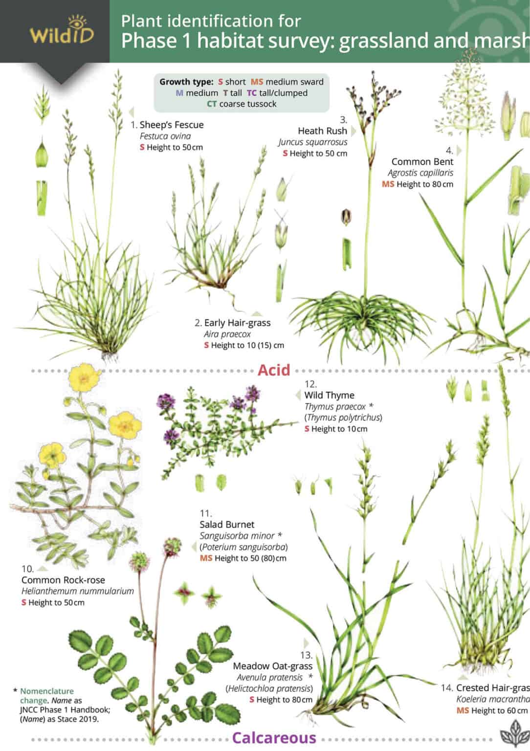 Grassland plants 1 guide – Field Studies Council