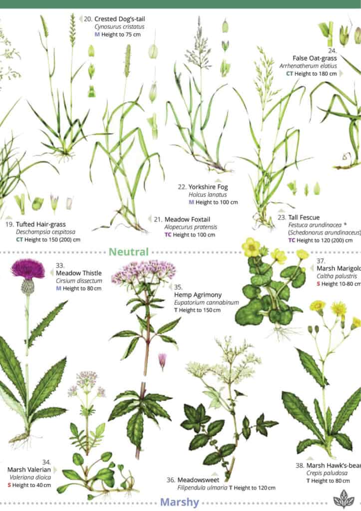 Phase 1 survey guide: Grassland and marsh – Field Studies Council