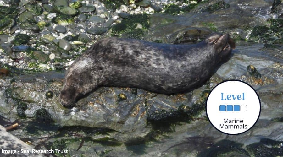 Seal Field Skills | Learn About Seal Conservation