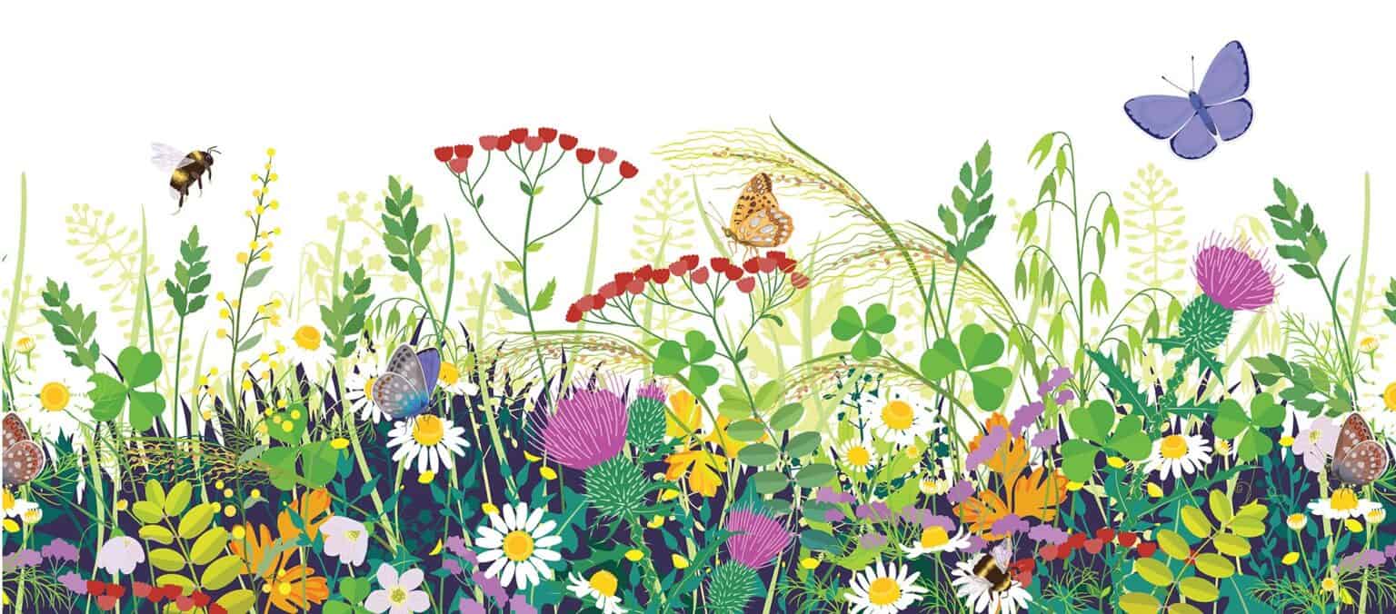 Wildlife guides and gifts – Field Studies Council